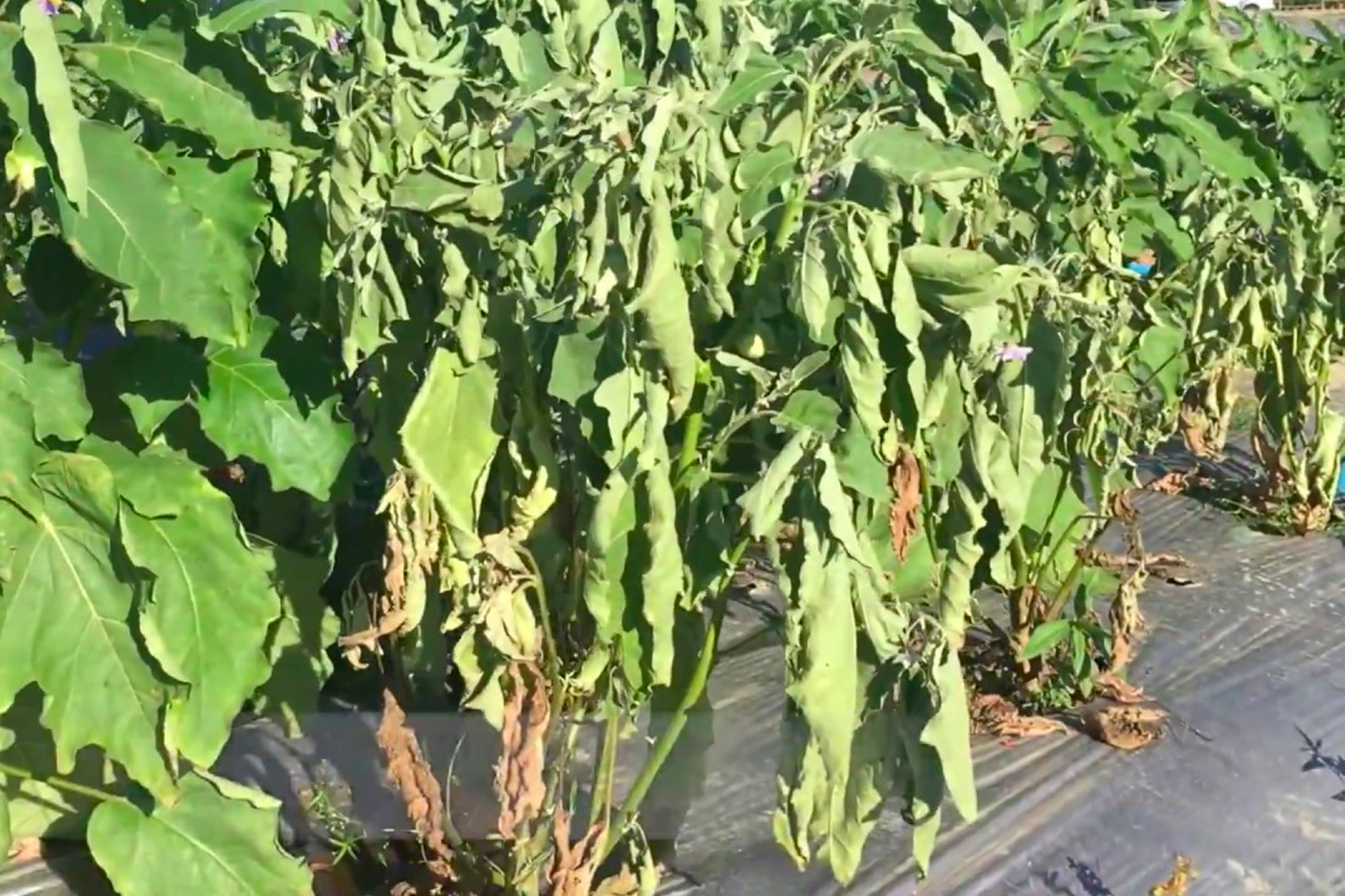 Bacterial Wilt Control - Prima Agro Tech