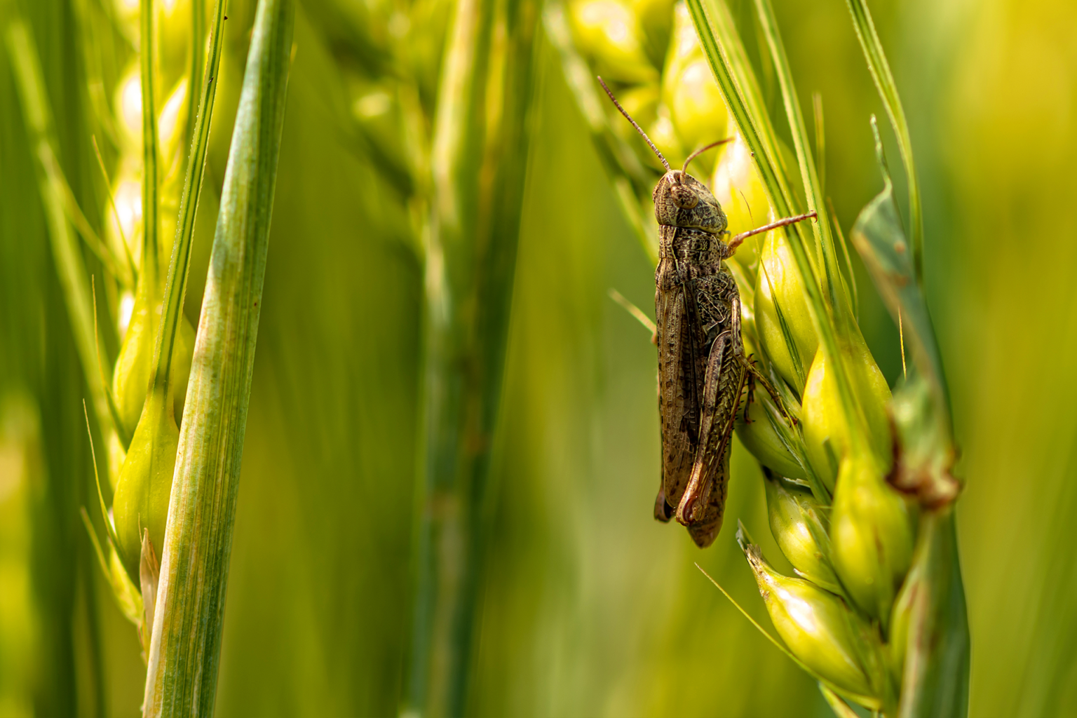 Insects & Pests Management Strategy | MultiStrain Microbial Solution