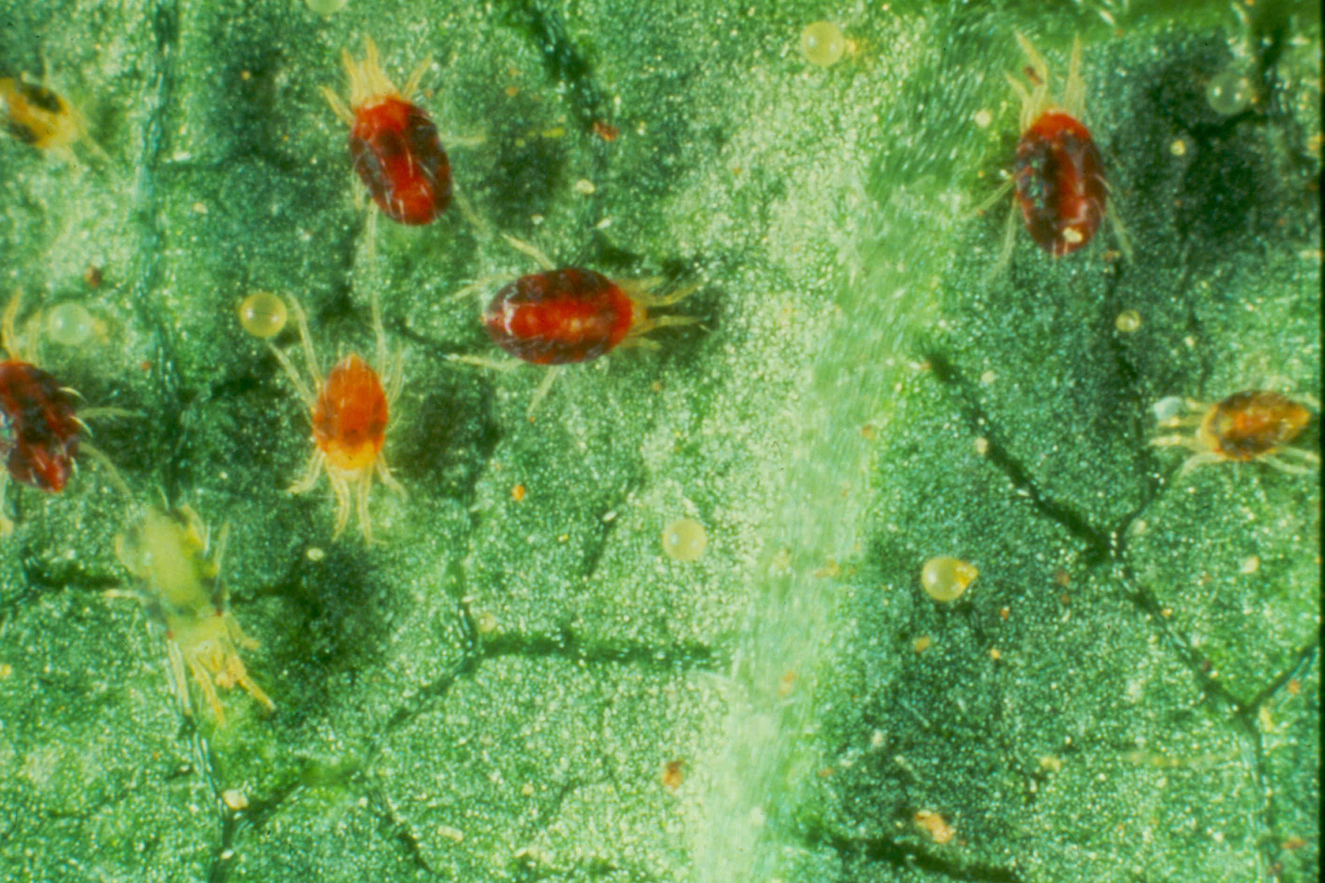 Mites - Prima Agro Tech