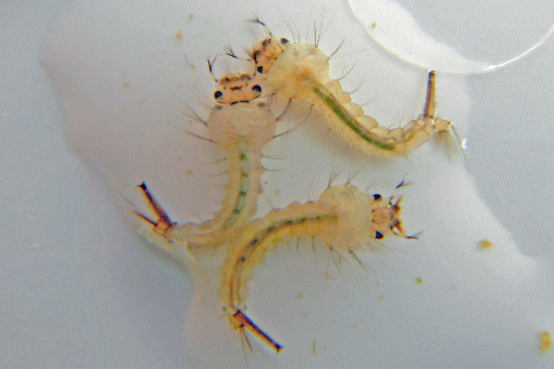 Mosquito Larvae - Prima Agro Tech